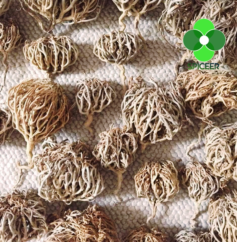 Flower Of Maryam Chaste Tree Herbs Palm Of Mary عشبة كف مريم Mary’s JE ...